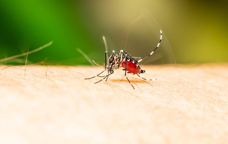 The Most Effective Mosquito Control Solution For East Brunswick ...