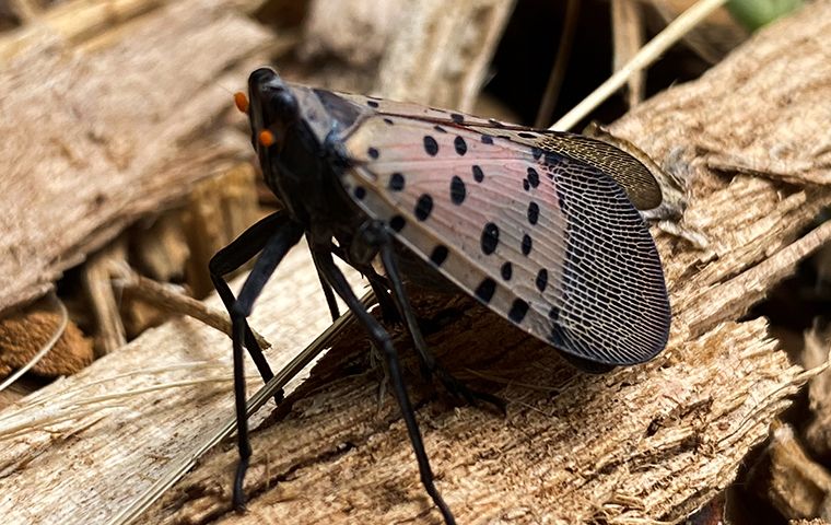 Spotted Lanternflies In East Brunswick: What Residents Need To Know ...